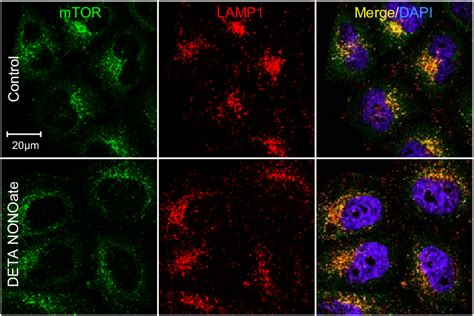 Figure S3 Relates To Figure 3 Download Scientific Diagram