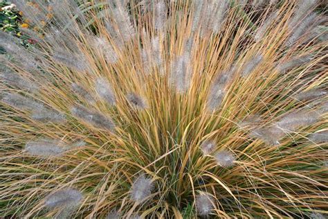 Miniature Ornamental Grasses