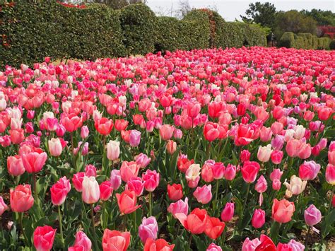 静岡 吉田公園どの花見てもきれいチューリップまつり2022 in よしだ