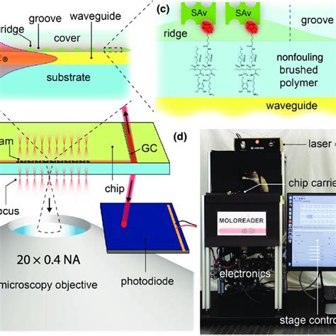 Pdf Principles For Sensitive And Robust Biomolecular Interaction