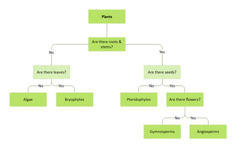 Free Editable Dichotomous Key Examples EdrawMax Online