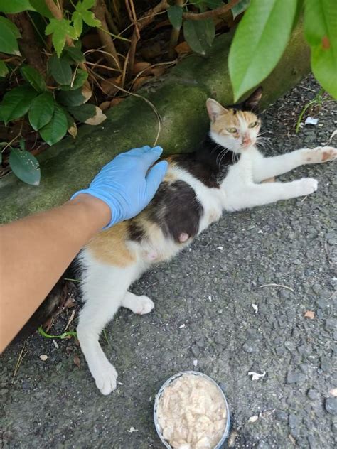 今天撸到一只流浪的三花孕妇 Nga玩家社区
