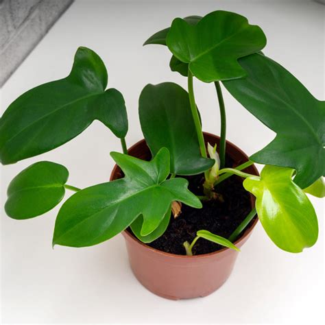 Philodendron Panduriforme Garden Express