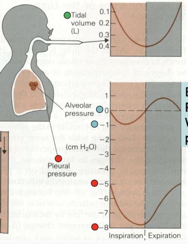 Physiology Flashcards Quizlet