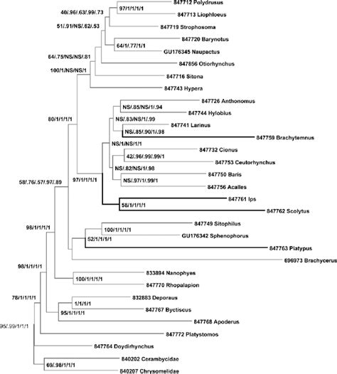 Tree Topology From Bayesian And Ml Analysis Numbers On The Branches