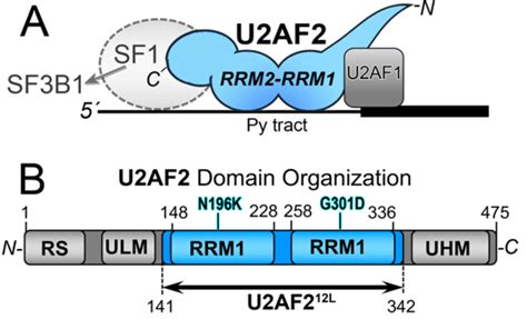 U2af2 Rna Recognition Motifs Recognize The Polypyrimidine Splice Site Download Scientific