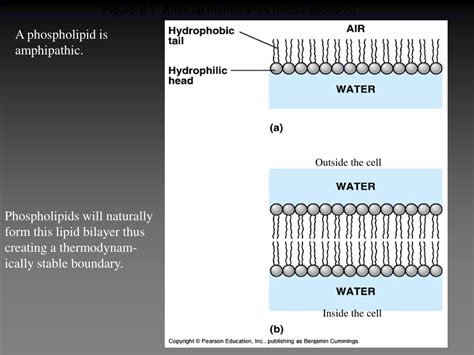Ppt Chapter Membrane Structure And Function Powerpoint