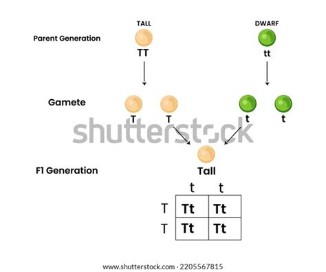 Monohybrid Cross Over 61 Royalty Free Licensable Stock Illustrations And Drawings Shutterstock