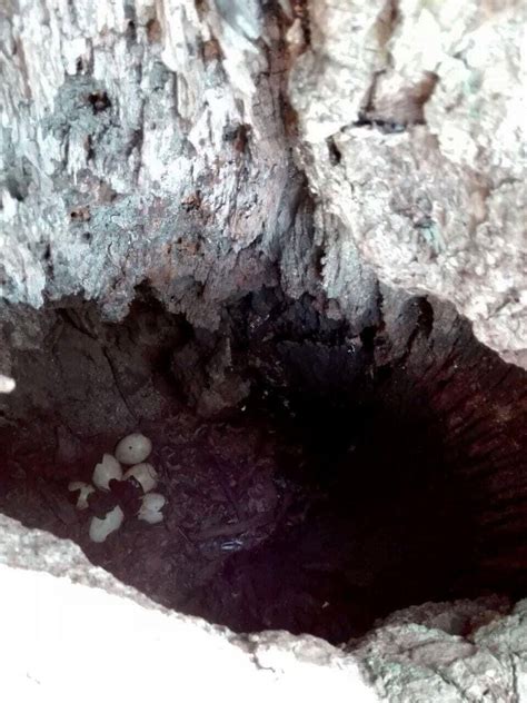 មន្រ្តីជាន់ខ្ពស់ក្រសួង បរិស្ថាន