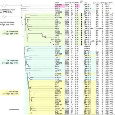Core Genome Single Nucleotide Polymorphism SNP Based Phylogenetic Download Scientific Diagram