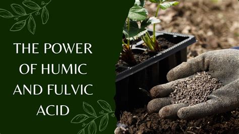 Maximizing Plant Growth With The Power Of Humic And Fulvic Acid