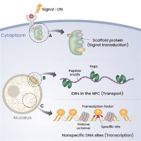 Schematic Illustration Of The Representative Linear Lattice Systems In Download Scientific