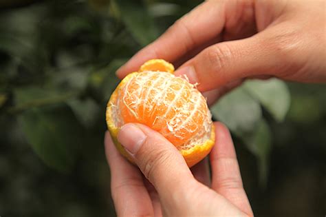 珍珠柑