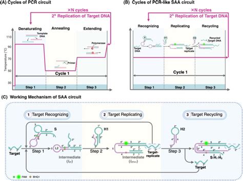Programmable Pcr Like Nonenzymatic Dna Molecular Circuit For Split Free Autocatalytic