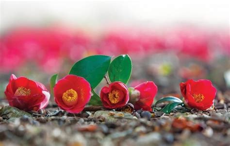 옥룡사지 동백 숲에서 25~26일 광양천년 동백축제 파이낸셜뉴스