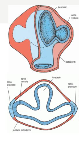Optical System Flashcards Quizlet