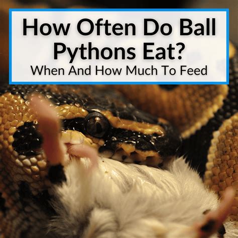 How Often Do Ball Pythons Eat When And How Much To Feed