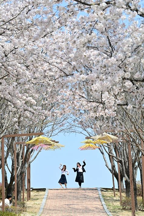 설레는 봄 대구 벚꽃 명소 동촌유원지·지저동 노컷뉴스 설레는 봄 대구 벚꽃 명소 동촌유원지·지저동 노컷뉴스