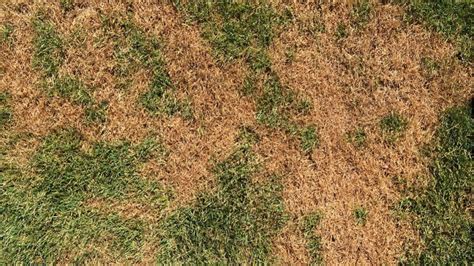 Summer Patch Turf Disease Syngenta Turf And Landscape