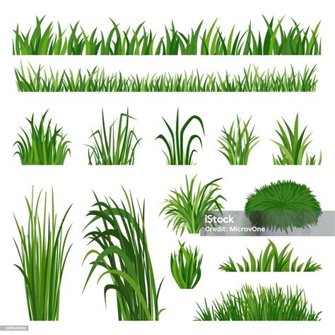 녹색 잔디 컬렉션 야드 잔디 테두리 허브 자연 잔디 여름 봄 식물 요소 필드 실루엣 식물 고립 된 식물 신록 벡터 세트 풀 벼과에 대한 스톡 벡터 아트 및 기타 이미지