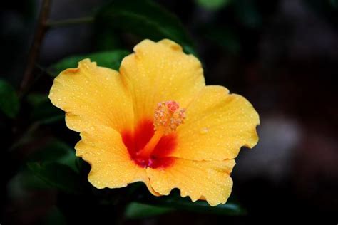 多彩扶桑花 嫵媚又嬌俏 原創 每日頭條