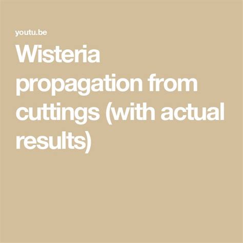 Wisteria Propagation From Cuttings With Actual Results In 2024 Wisteria Propagation From Cuttings With Actual Results In 2024