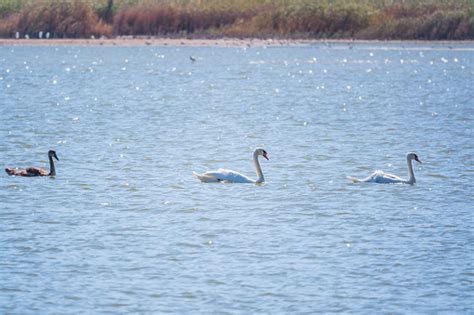 오렌지와 검은 부리가 달린 흰색 음소거 백조와 화창한 날에는 푸른 물이 있는 호수에서 분홍색 부리가 수영하는 어린 갈색 자손 0명에 대한 스톡 사진 및 기타 이미지 Istock