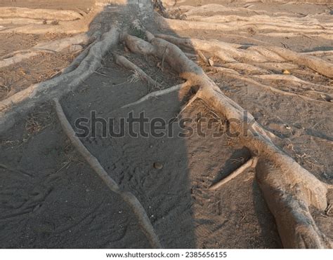 Tree Roots Sticking Out Ground Roots Stock Photo Shutterstock