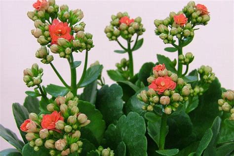 Каланхоэ - уход в домашних условиях