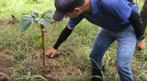 台中海岸天然林復育木麻黃林下種植存活率93 2021 6 25 臺灣山林復育協會