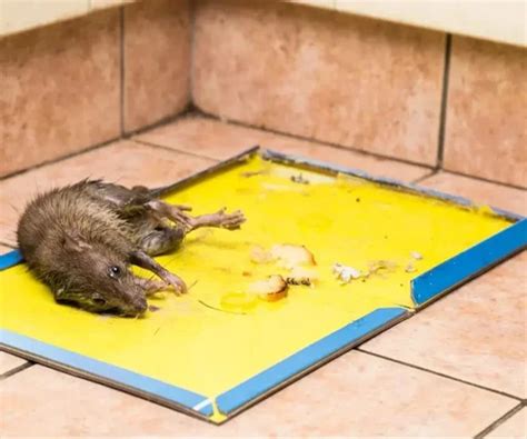 Rat Trap At ₹ 13 Piece In Indore Id 2855576580555