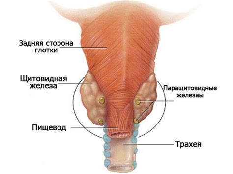 Эндокринные железы. Гипофиз. Эпифиз. Щитовидная, паращитовидные железы ...
