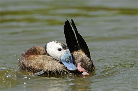 Duck Phallus Vs Cloaca