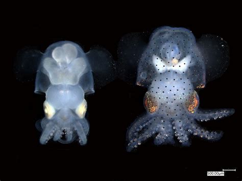 How Scientists Engineered A See Through Squid With Its Brain In Plain View Ncpr News
