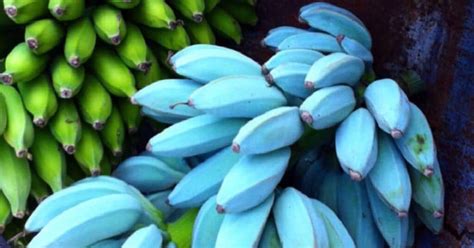 A Banana Azul é Saudável