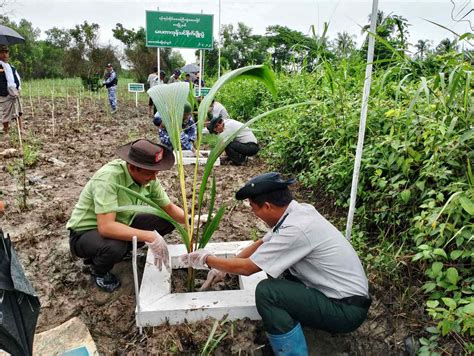 ဒလမြို့နယ်တွင် မိုးရာသီ လေကာအုန်းပင်စိုက်ပျိုးပွဲ ကျင်းပ Information