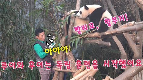 맙소사💥루이바오와 후이바오는 독립 훈련을 시작했어요🙋‍♂️루이와 후는 강바오님 할부지 와 함께 훈련하며 매우 신이 났어요🤣ㅋ ㅋ Youtube