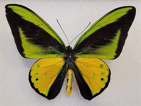 Ornithoptera Goliath Samson F Joycei Bioquipbugs