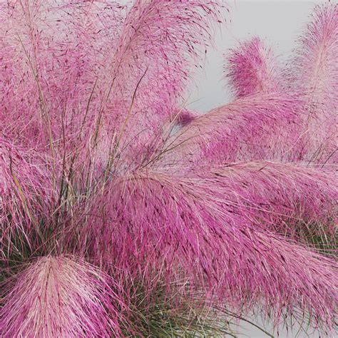 Muhlenbergia Capillaris Pink Muhly Grass 01 3d Model Cgtrader