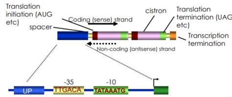 Lecture 1 Global Gene Regulation In Prokaryotes Sigma Factors And Catabolite Repression