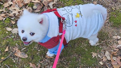 오늘은 공원다녀온 강아지포메라니안 Youtube