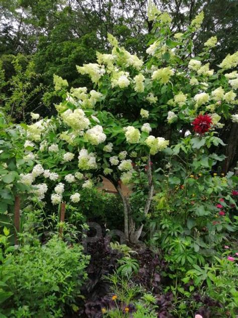 Гартензия кустовая, новый, в наличии. Цена: 500₽ во Владивостоке