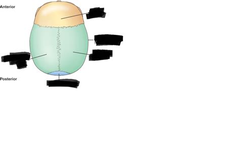 Parietal And Occipital Bone 2 Diagram Quizlet