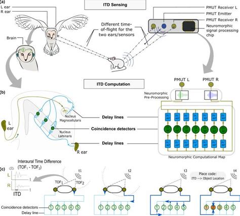 Neuromorphic Object Localization Using Resistive Memory Ultrasonic Transducers R Hypeurls