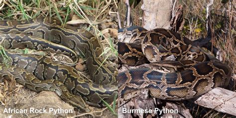 Boa Python Similarities