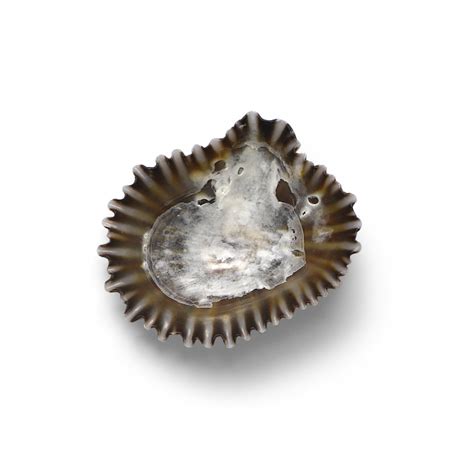 超高清 海星 海螺 贝壳 珊瑚 海马等 航洋生物主题 png元素 shell 98