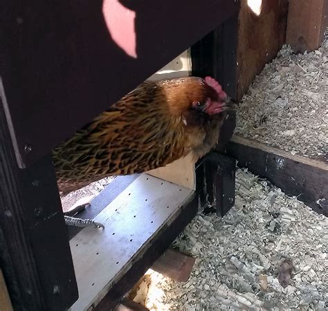 Arduino Automated Chicken Coop