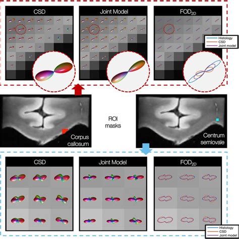 3d Fibre Orientation Distributions Fods Derived From Csd And The