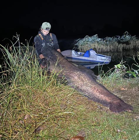 Largest Catfish