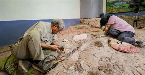 รวมรูปภาพของ ขอนแก่นขุดพบฟอสซิลไดโนเสาร์ ใหญ่กว่า ภูเวียงโกซอรัส สิรินธรเน่ ลุ้นเป็นสายพันธุ์